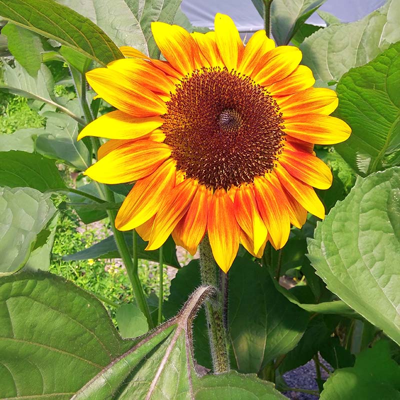 Sunflower Helios Flame F1 Seed – Harris Seeds