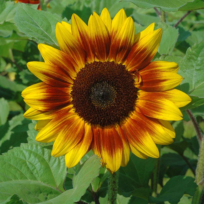 Sunflower Helios Flame F1 Seed – Harris Seeds