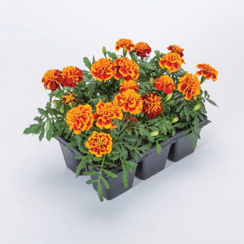Marigold Happy Harmony Seed – Harris Seeds
