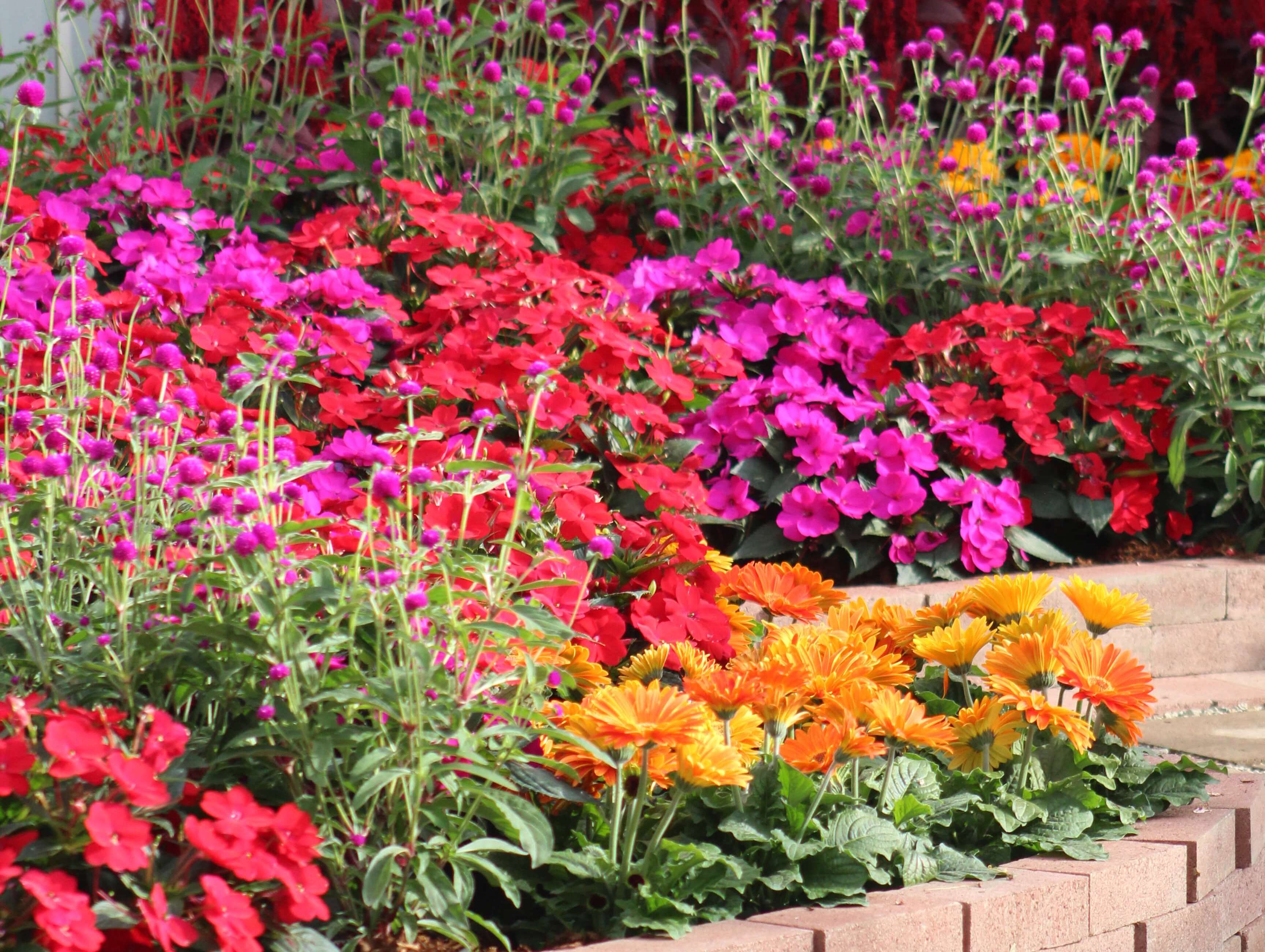5 Reasons Why Your Flowers Aren’t Blooming – Harris Seeds
