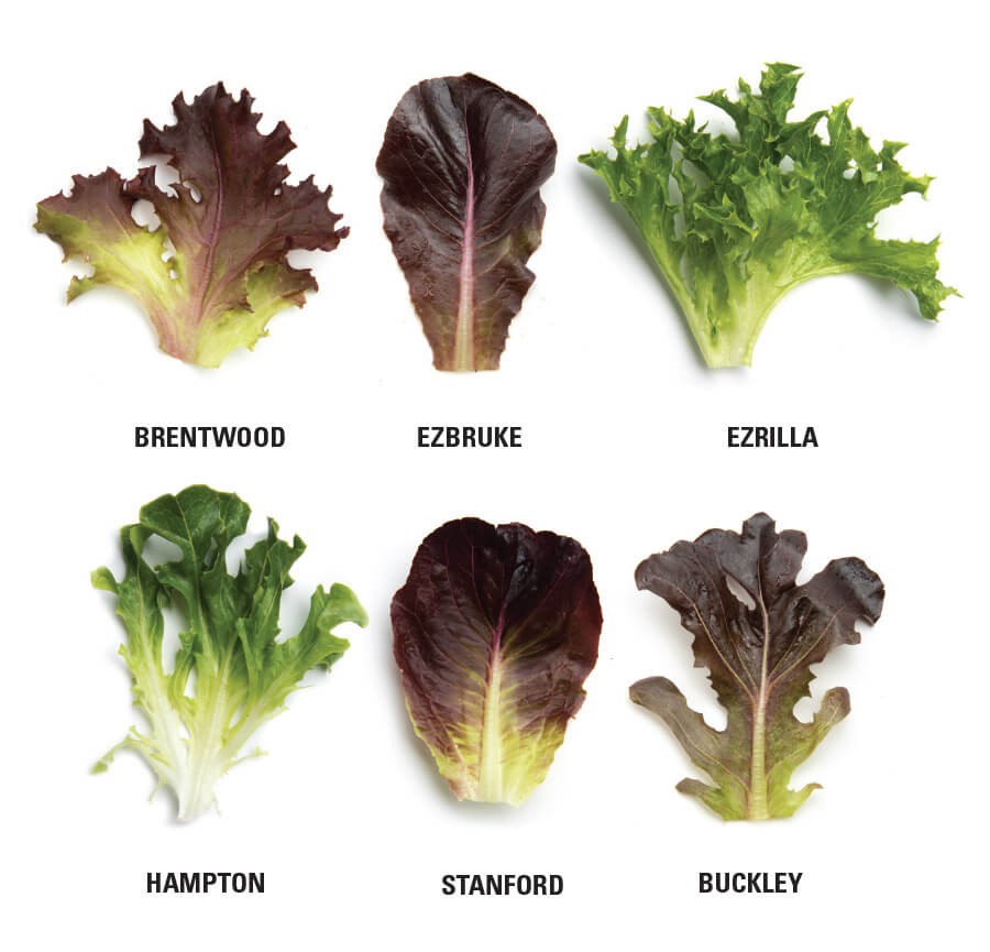 Lettuce Types