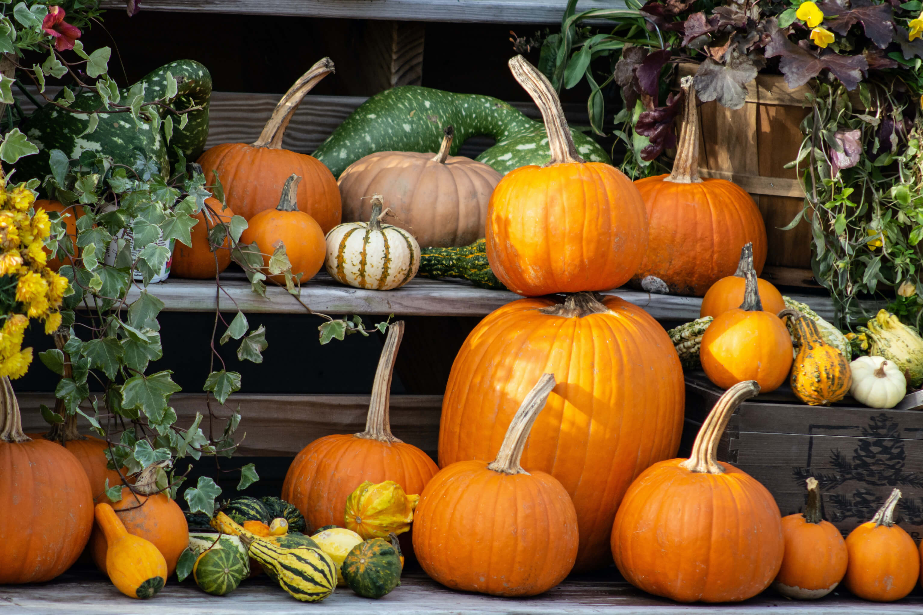 Top 10 Pumpkin Varieties – Harris Seeds