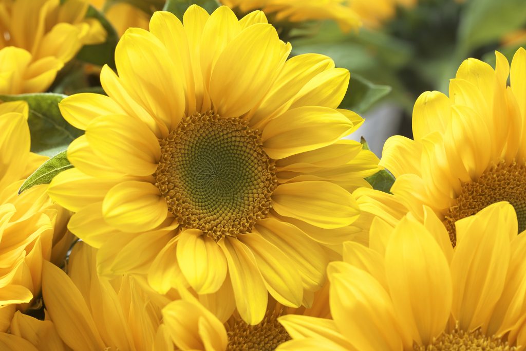 Comprehensive Guide to Sunflower Sales – Harris Seeds