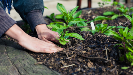 A Beginner's Guide to Plant Nutrition – Harris Seeds