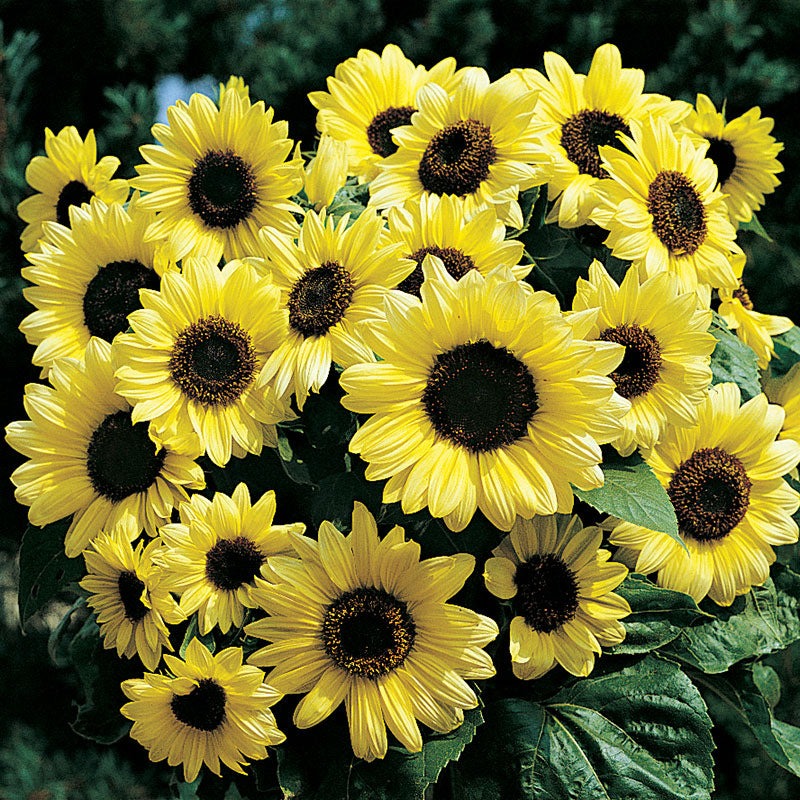 Branching Sunflower Seeds - Multiple Blooms – Harris Seeds