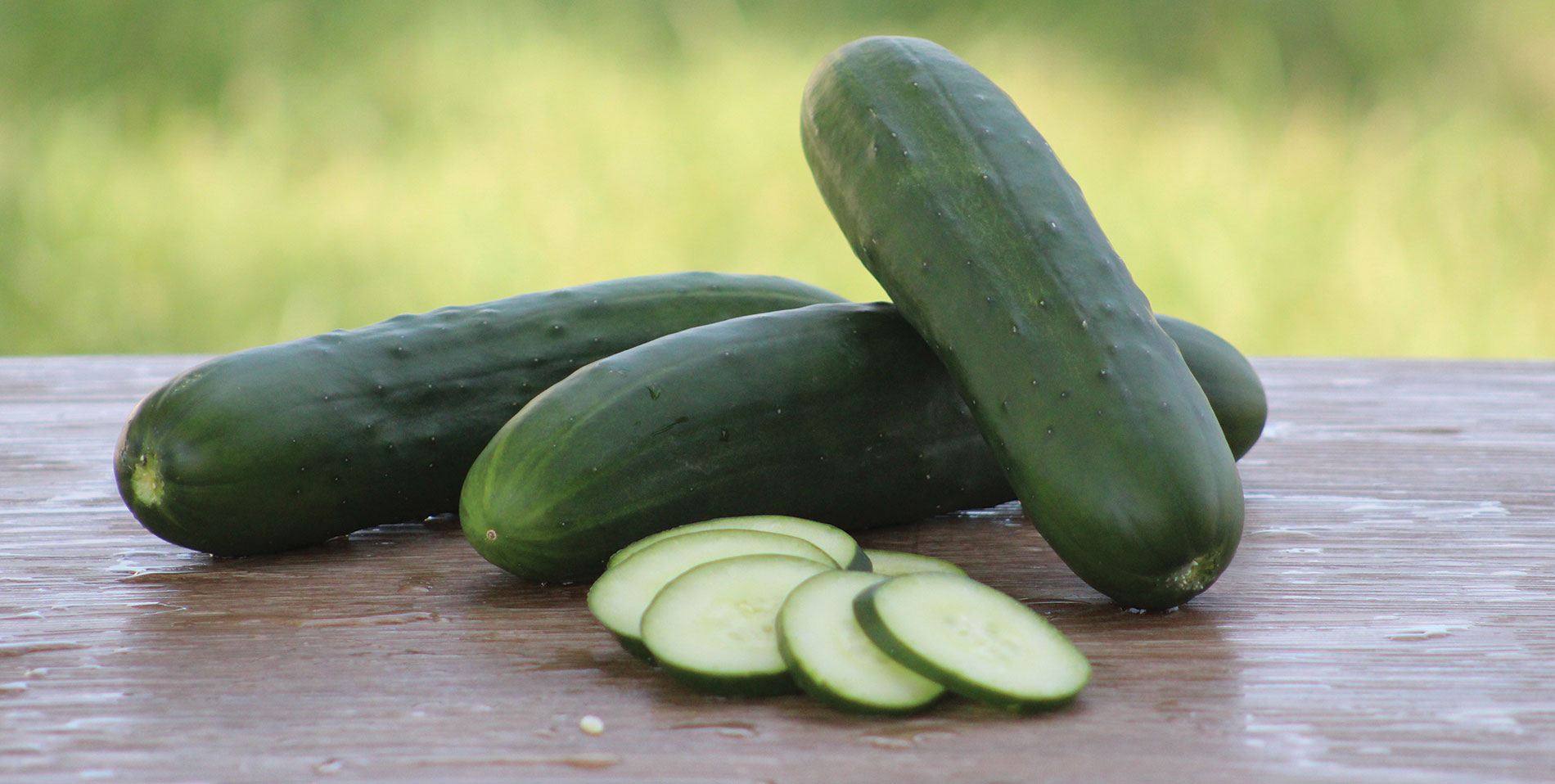 Cucumber Seeds - Grow Cucumber From Seed – Harris Seeds
