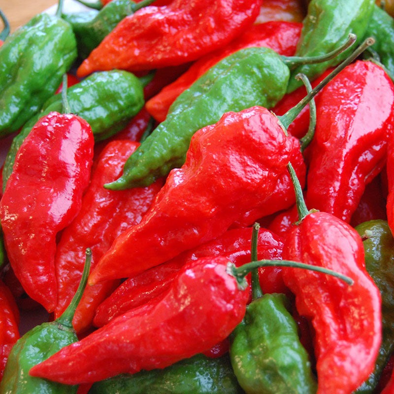 Buy Hot Pepper Seeds - Grow Hot Peppers – Harris Seeds