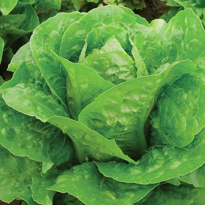 Shop Lettuce Seeds - Grow Lettuce from Seed – Harris Seeds