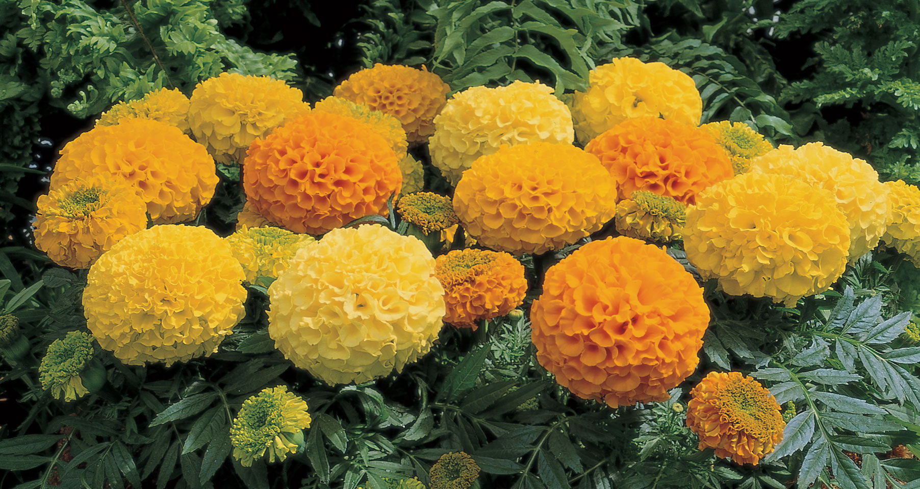 Marigold Seeds - Grow Marigold from Seed – Harris Seeds