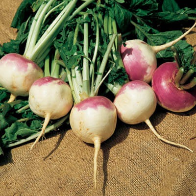 Shop Turnip Seed Collection - Buy Turnip Seed – Harris Seeds
