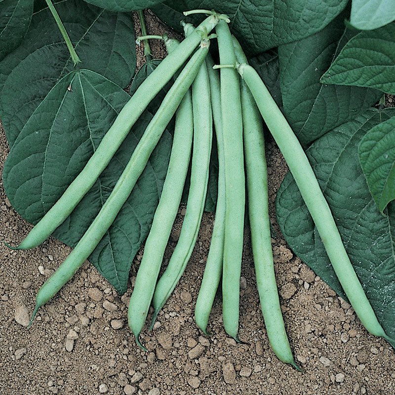 Bean Bush Blue Lake 274 Seed – Harris Seeds