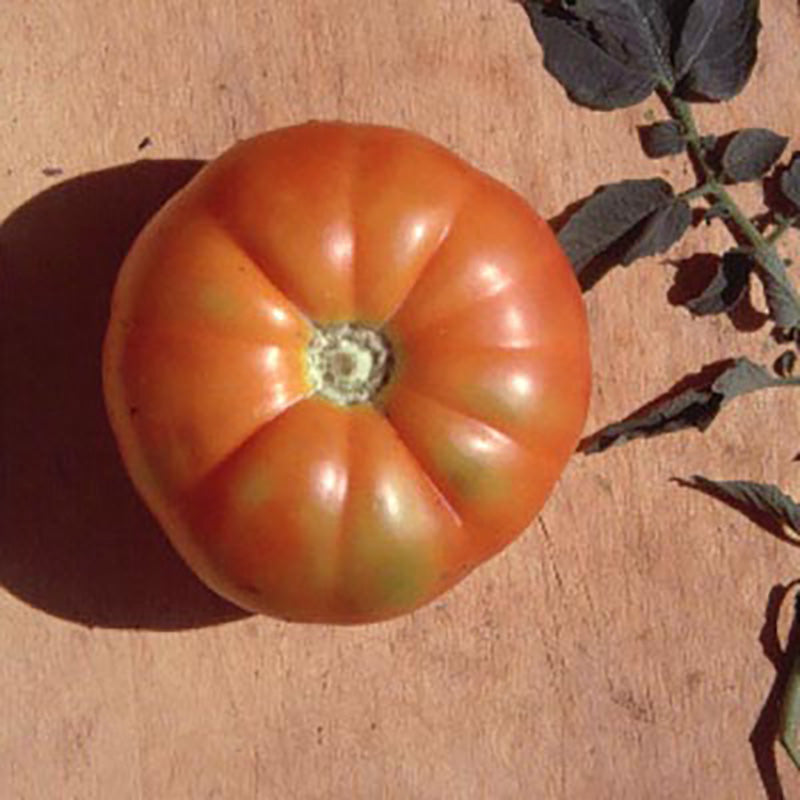 Tomato Beefsteak Organic Seed – Harris Seeds