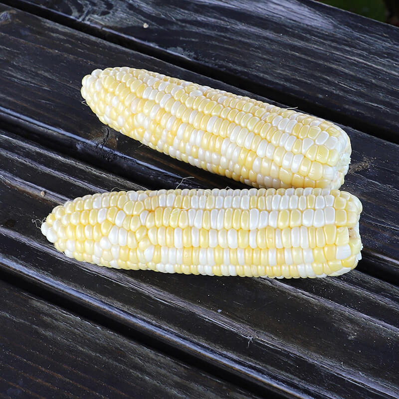Sweet Corn Harris 1001 F1 Seed – Harris Seeds