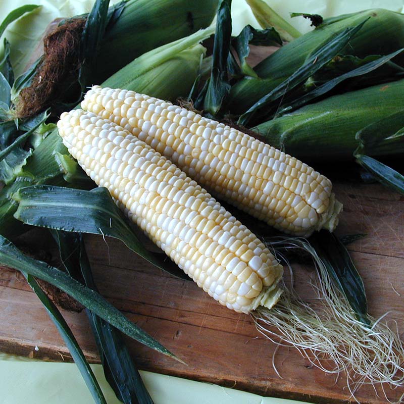 Sweet Corn Harris 1001 F1 Seed – Harris Seeds