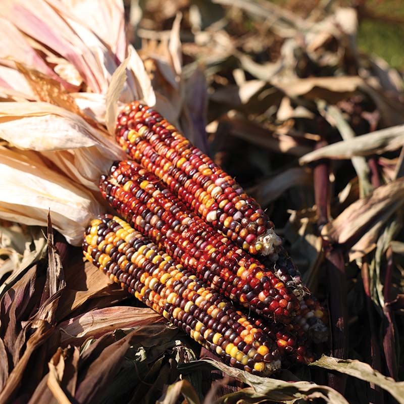 Ornamental Corn Red Stalker Seed – Harris Seeds