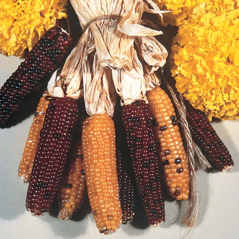 Ornamental Corn Indian Fingers Seed – Harris Seeds