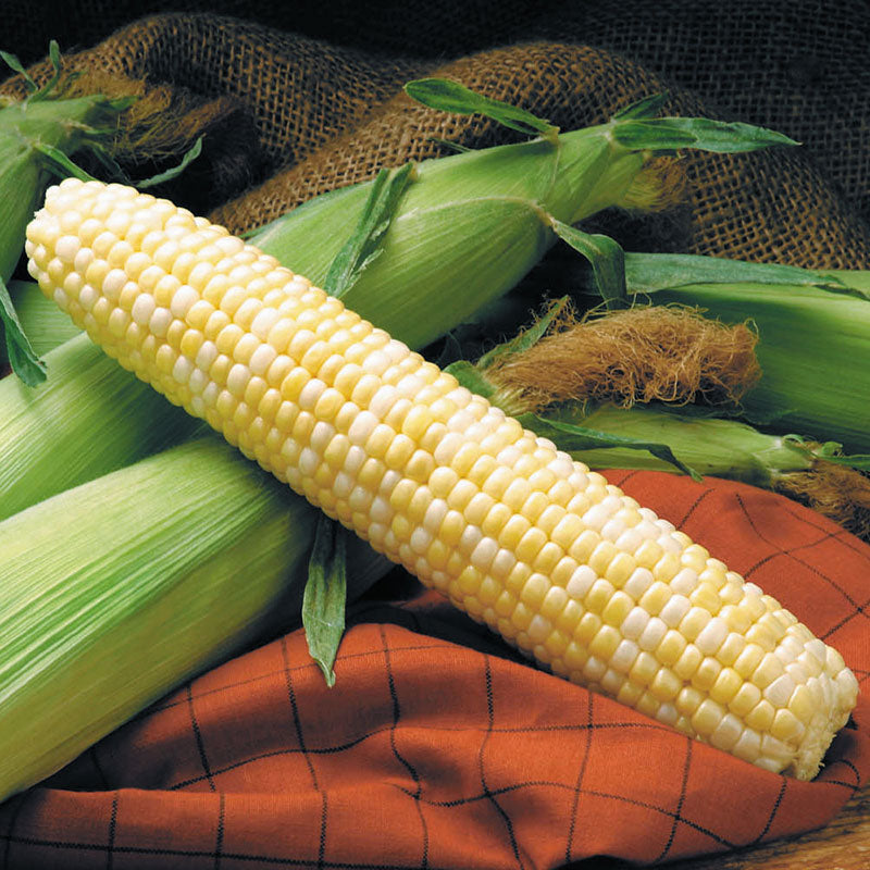 Sweet Corn Providence F1 Seed – Harris Seeds