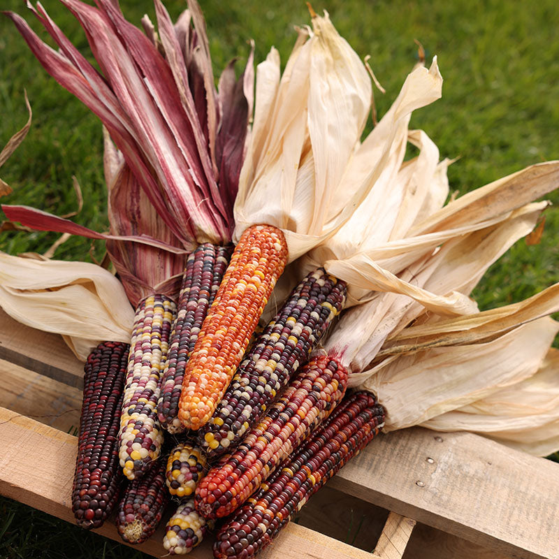 Ornamental Corn Underwood's Ornamental Seed – Harris Seeds