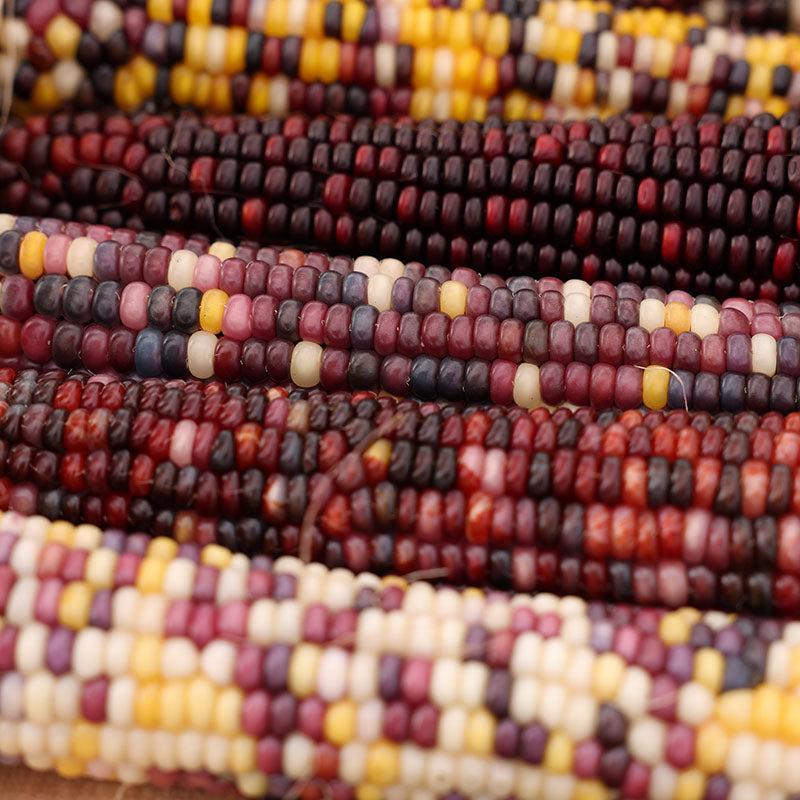 Ornamental Corn Underwood's Ornamental Seed – Harris Seeds