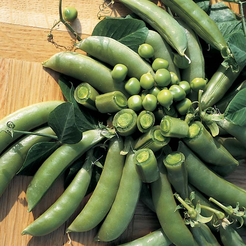 Pea Super Sugar Snap Seed – Harris Seeds