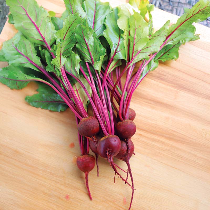Beet Merlin F1 Seed – Harris Seeds