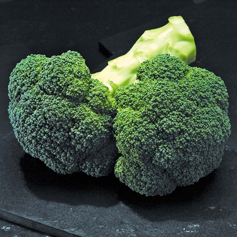Broccoli Gypsy F1 Seed – Harris Seeds