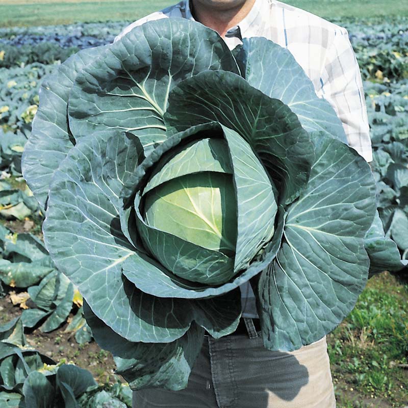 Cabbage Bravo F1 Seed – Harris Seeds