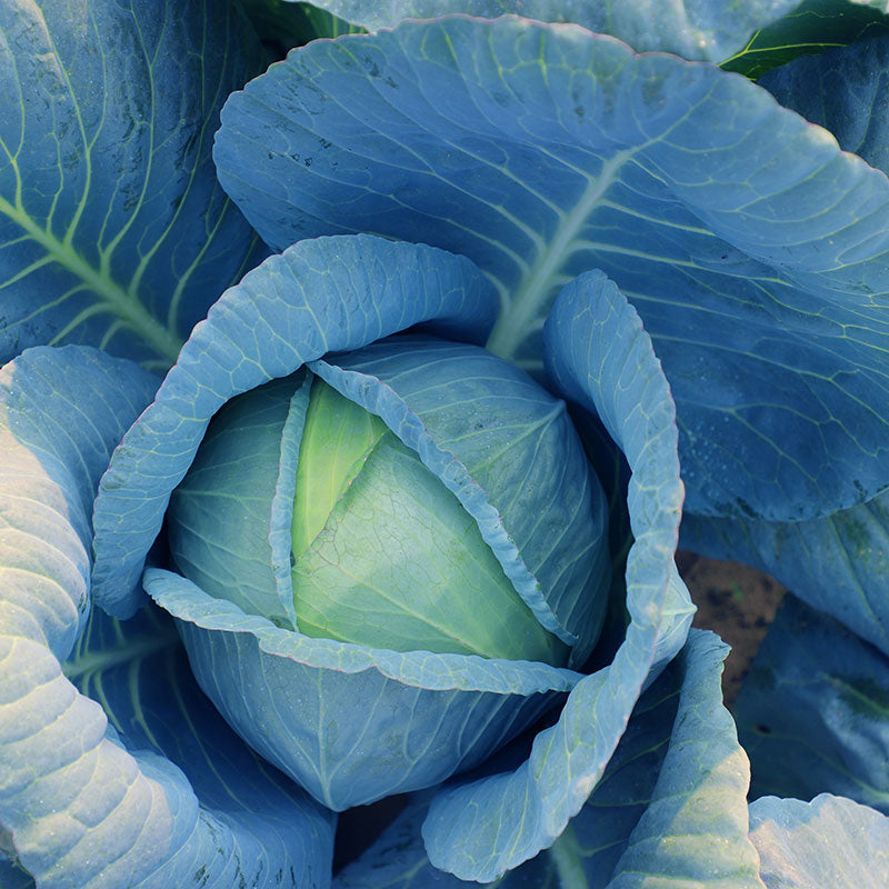 Cabbage Blue Vantage F1 Seed – Harris Seeds