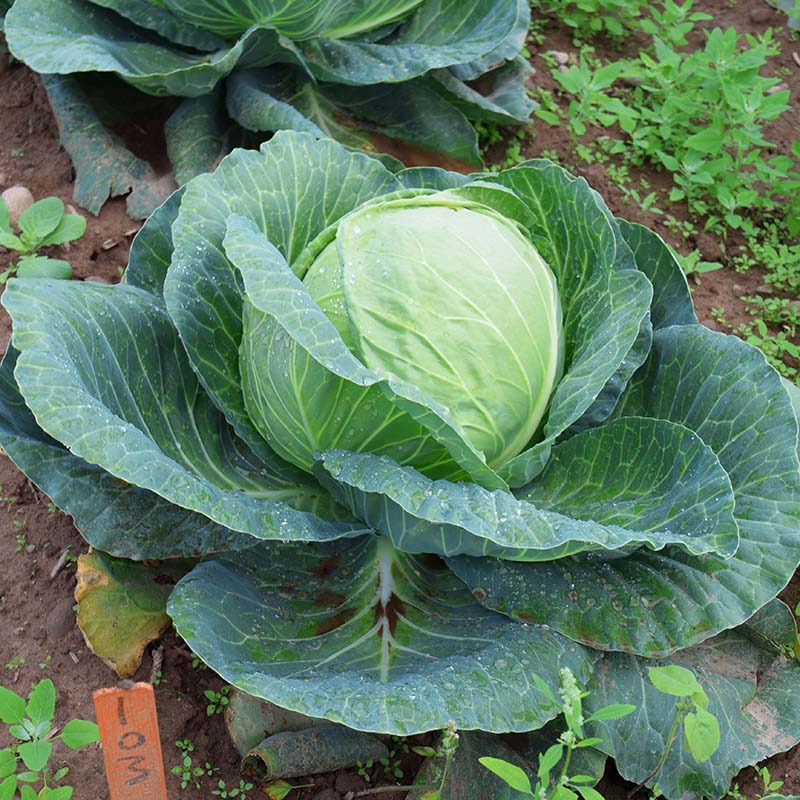 Cabbage Blue Vantage F1 Seed – Harris Seeds