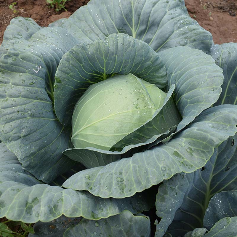 Cabbage Blue Vantage F1 Seed – Harris Seeds