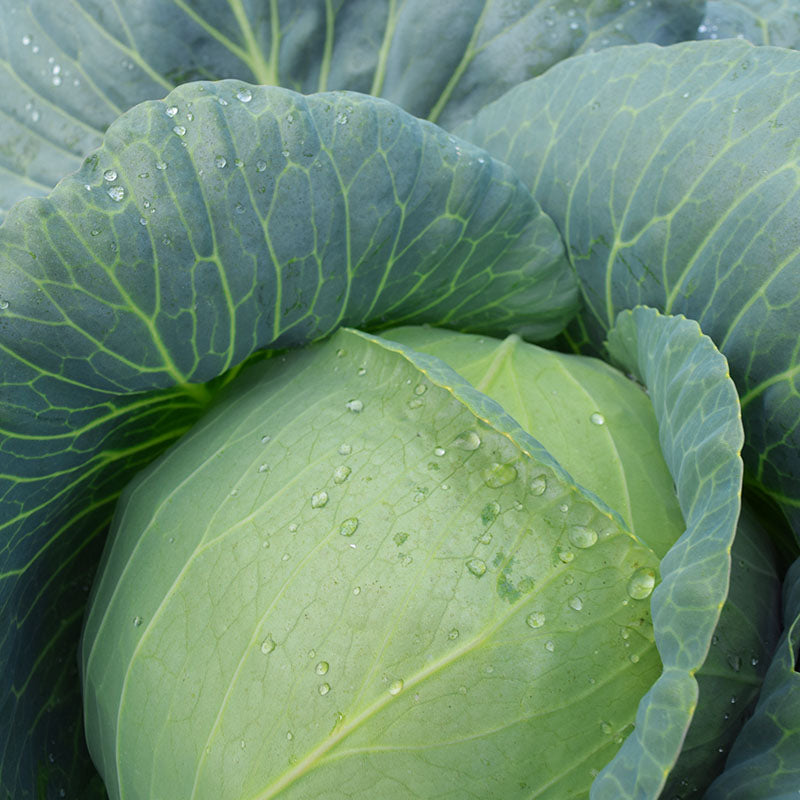 Cabbage Blue Vantage F1 Seed – Harris Seeds