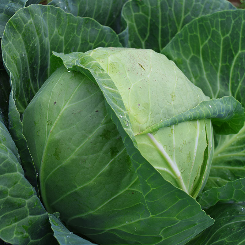 Cabbage Blue Vantage F1 Seed – Harris Seeds
