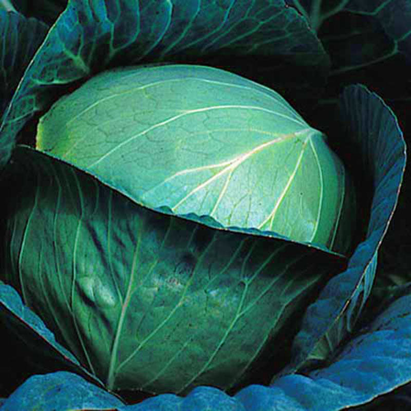 Cabbage Blue Vantage F1 Seed – Harris Seeds
