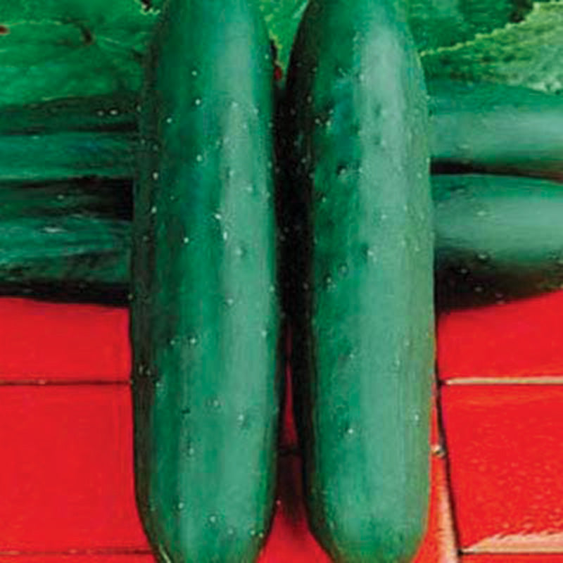 Cucumber Dasher II F1 Seed – Harris Seeds