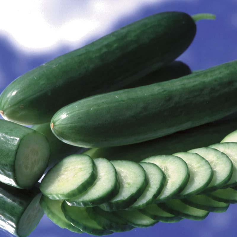 Cucumber Diva F1 Seed – Harris Seeds
