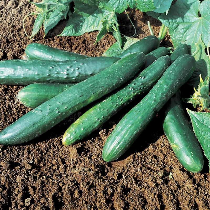 Cucumber Sweet Success F1 Seed – Harris Seeds