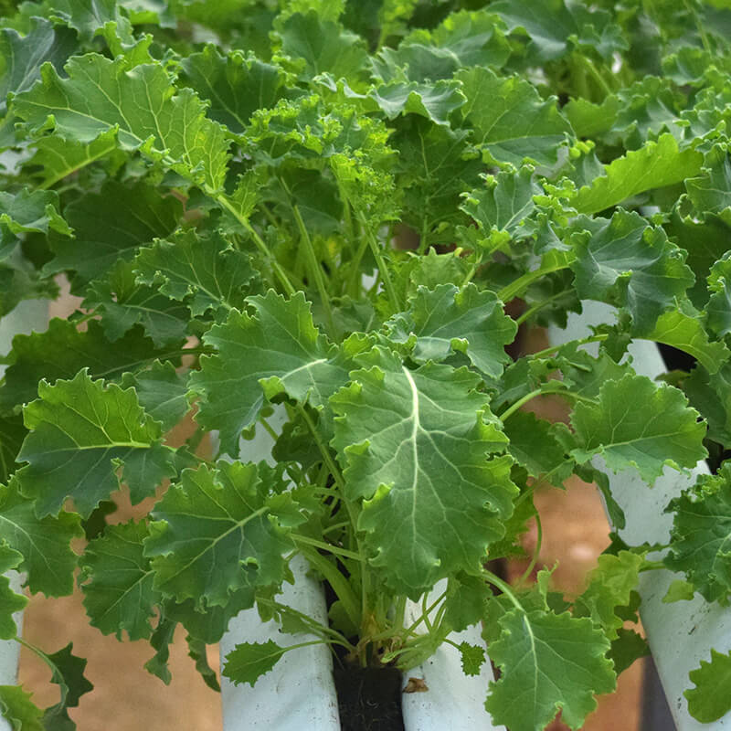 Kale Vates Seed – Harris Seeds