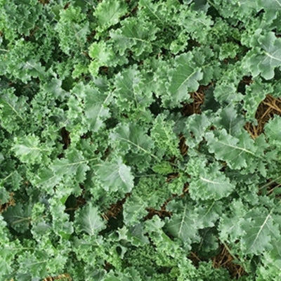 Kale Vates Seed – Harris Seeds