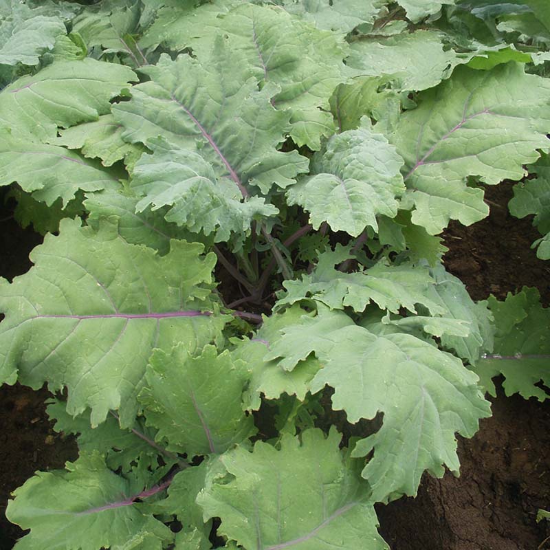 Kale Red Russian Seed – Harris Seeds