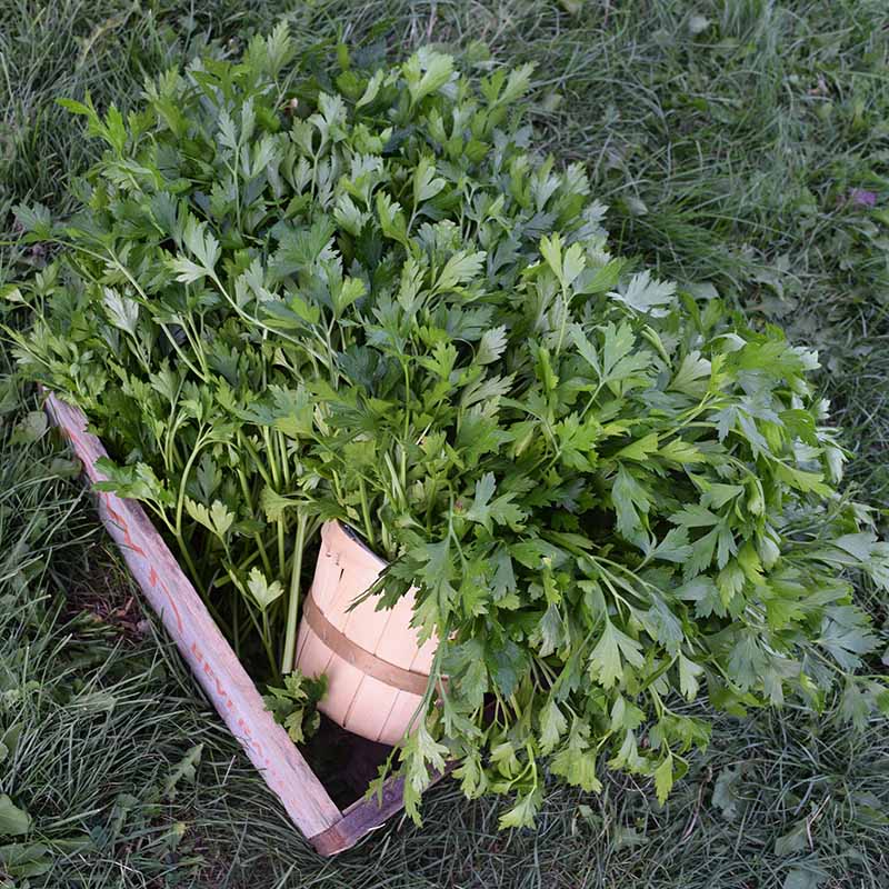 Parsley Plain Italian Dark Green Seed – Harris Seeds