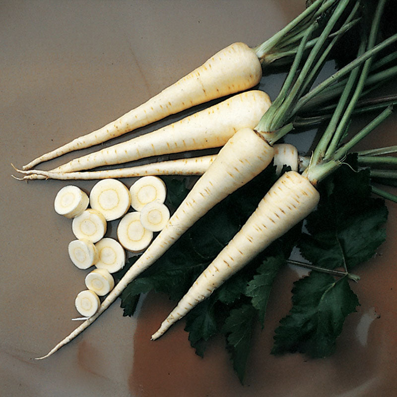 Parsnip Harris Model Seed – Harris Seeds