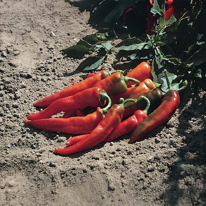 Pepper Hot Portugal Seed – Harris Seeds