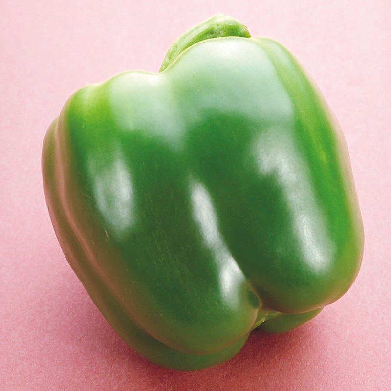 Pepper Red Knight F1 Seed – Harris Seeds