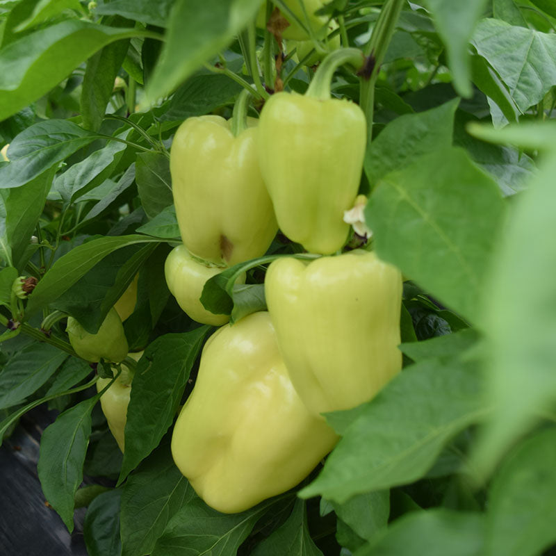 Pepper Flamingo F1 Seed – Harris Seeds