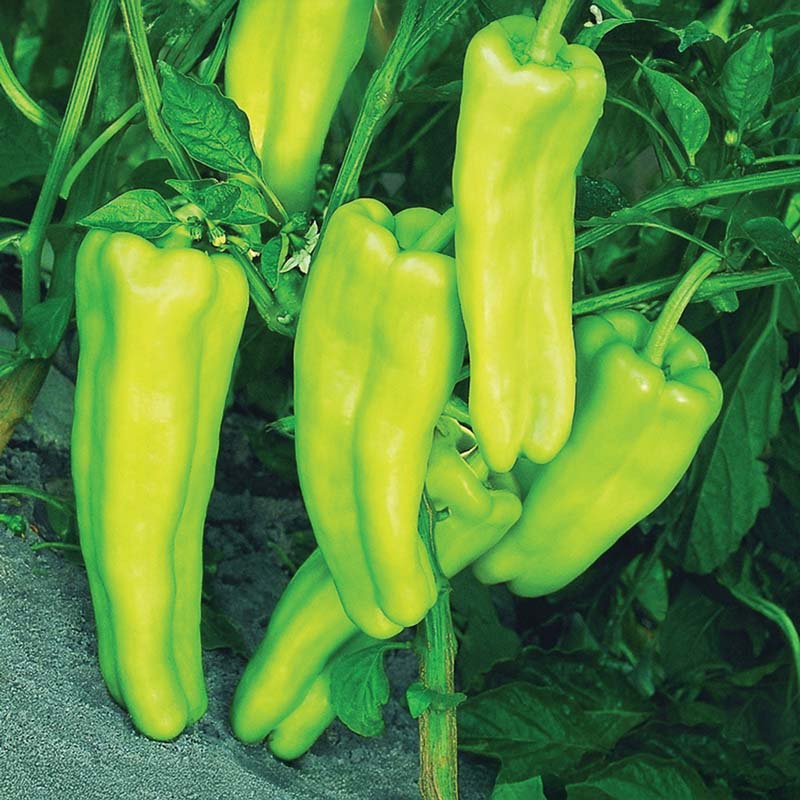 Pepper Aruba F1 Seed – Harris Seeds