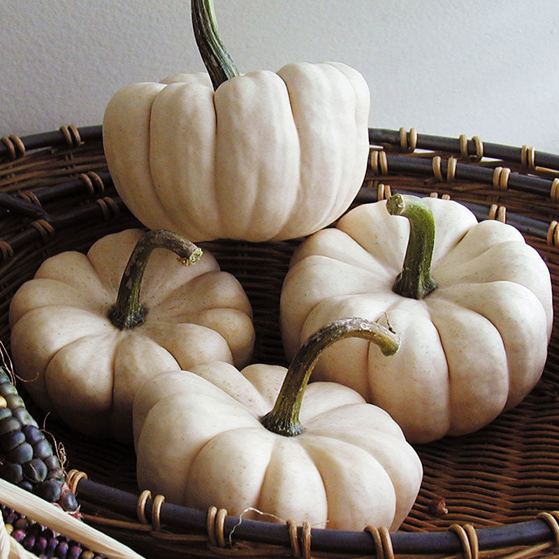 Pumpkin Baby Boo Seed – Harris Seeds