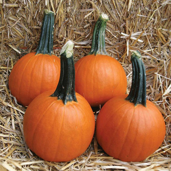Pumpkin Baby Pam Seed – Harris Seeds