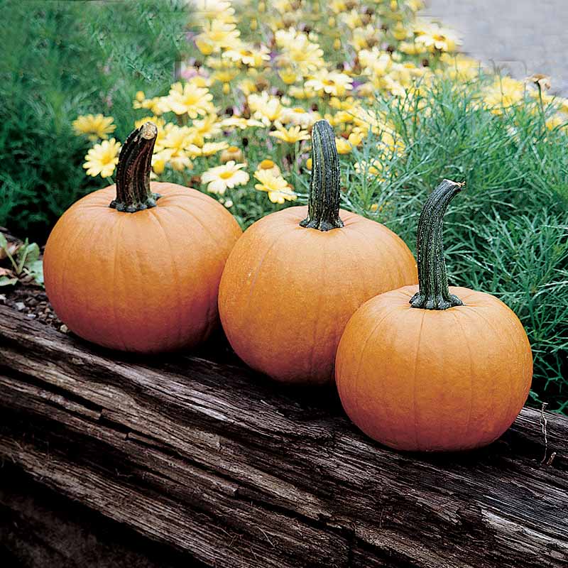 Pumpkin Baby Pam Seed – Harris Seeds