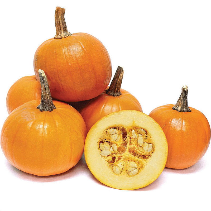 Pumpkin Baby Pam Seed – Harris Seeds