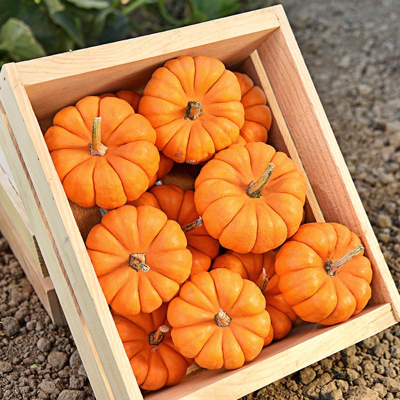 Pumpkin Munchkin Seed – Harris Seeds